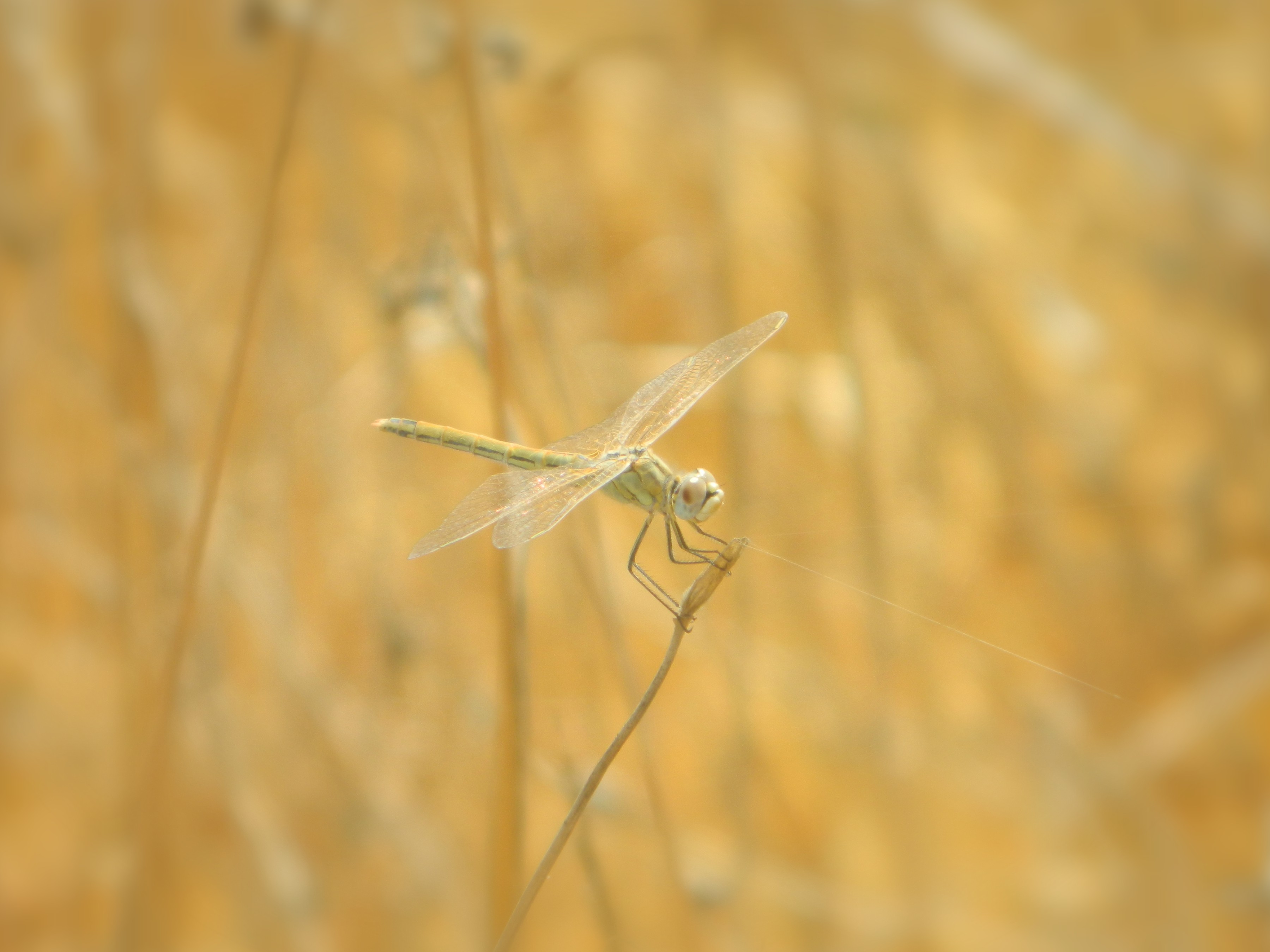 University Trip: Tel Lachish & Tel ‘Eton | Israel's Good Name